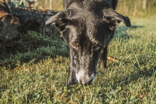De snuffeltuin: 'Een bezoekje aan de welness, maar dan voor honden' - Woef